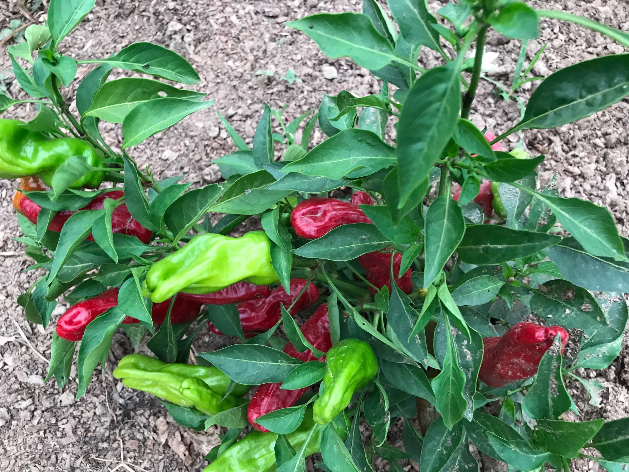 Three Easy White Chicken Chili Recipes - Backyard Poultry